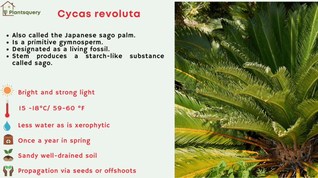 Cycas revoluta (Japanese sago palm): Care and benefits - Know all about ...