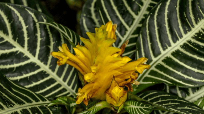 Zebra plant: care and propagation - Your Gateway to Plants Knowledge