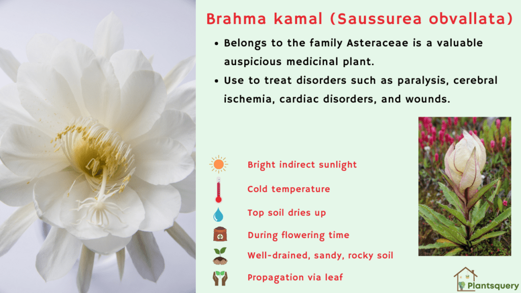 Brahma kamal (Saussurea obvallata): Care and benefits - Your Gateway to ...