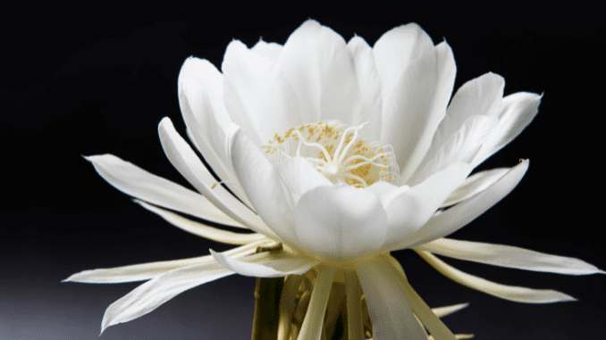 Brahma kamal (Saussurea obvallata): Care and benefits - Your Gateway to ...