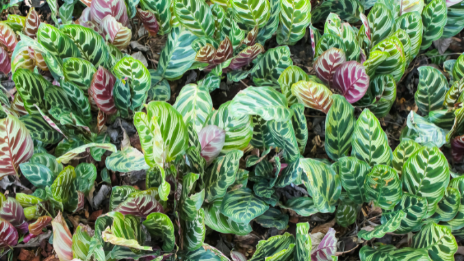 Peacock plant care: Know about Calathea - Your Gateway to Plants Knowledge