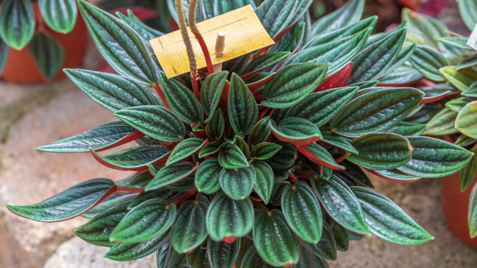 Emerald ripple (Peperomia caperata) care - Your Gateway to Plants Knowledge