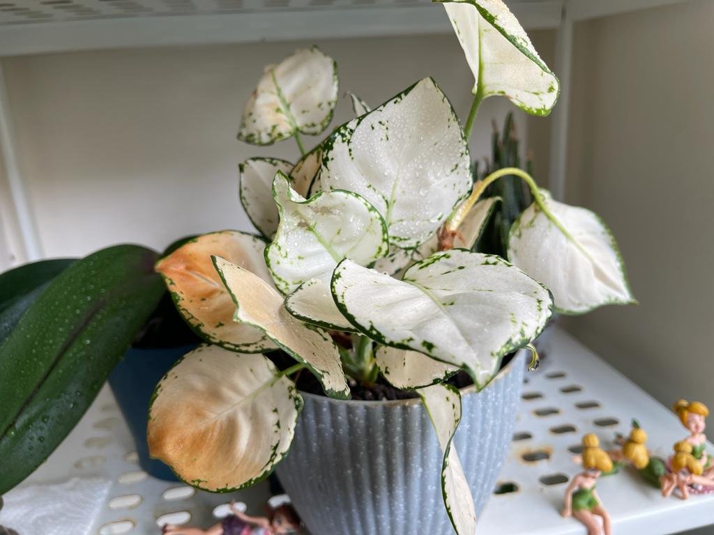 How to fix Dieffenbachia dumb cane plant and its care - Know all about ...